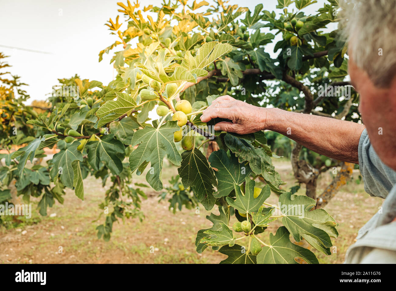 PUGLIA / ITALY - AUGUST 2019: Harvesting frersh juicy figs from the ...
