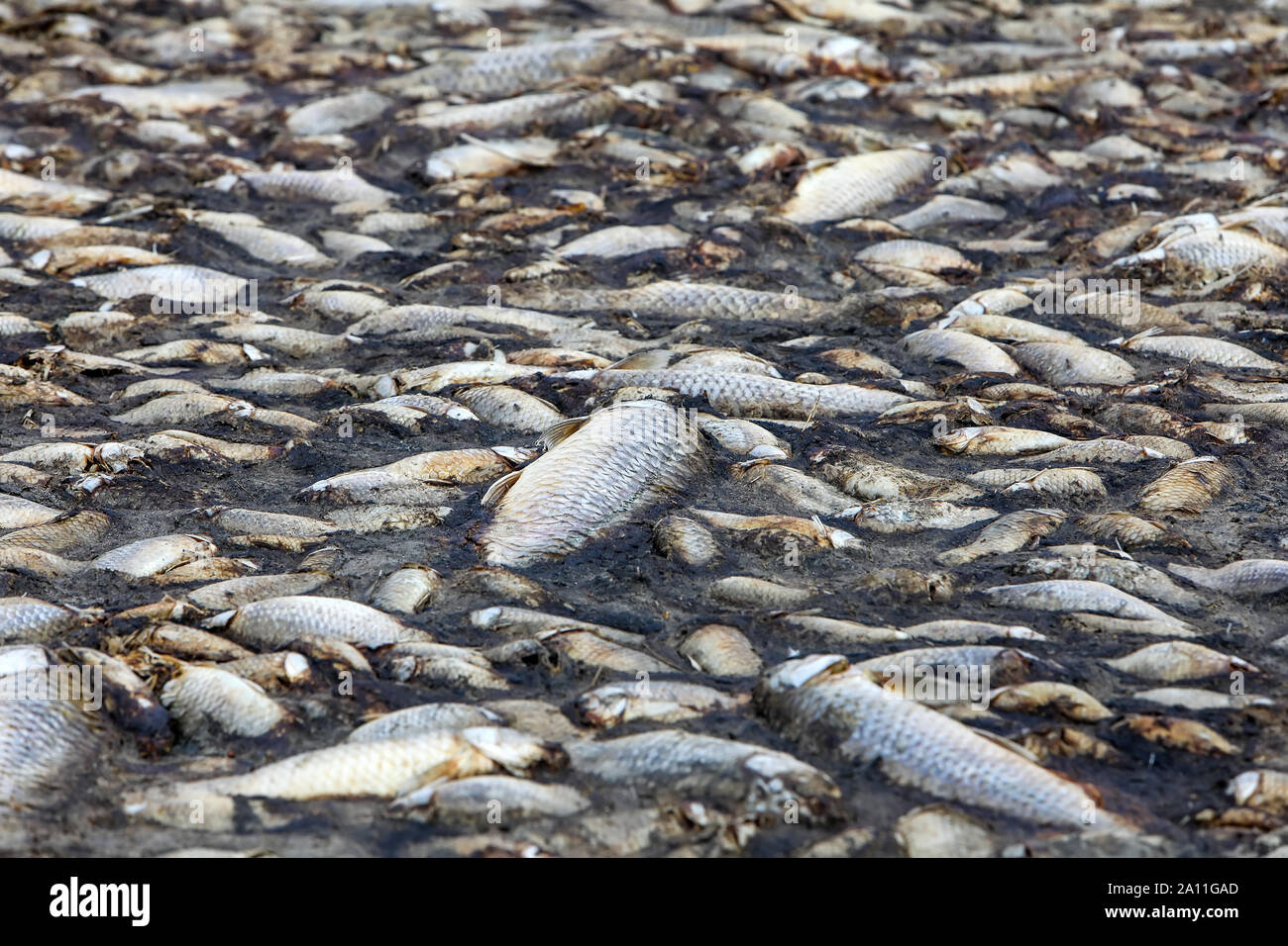 Thousands of dead fish around Lake Koroneia in northern Greece. the ...