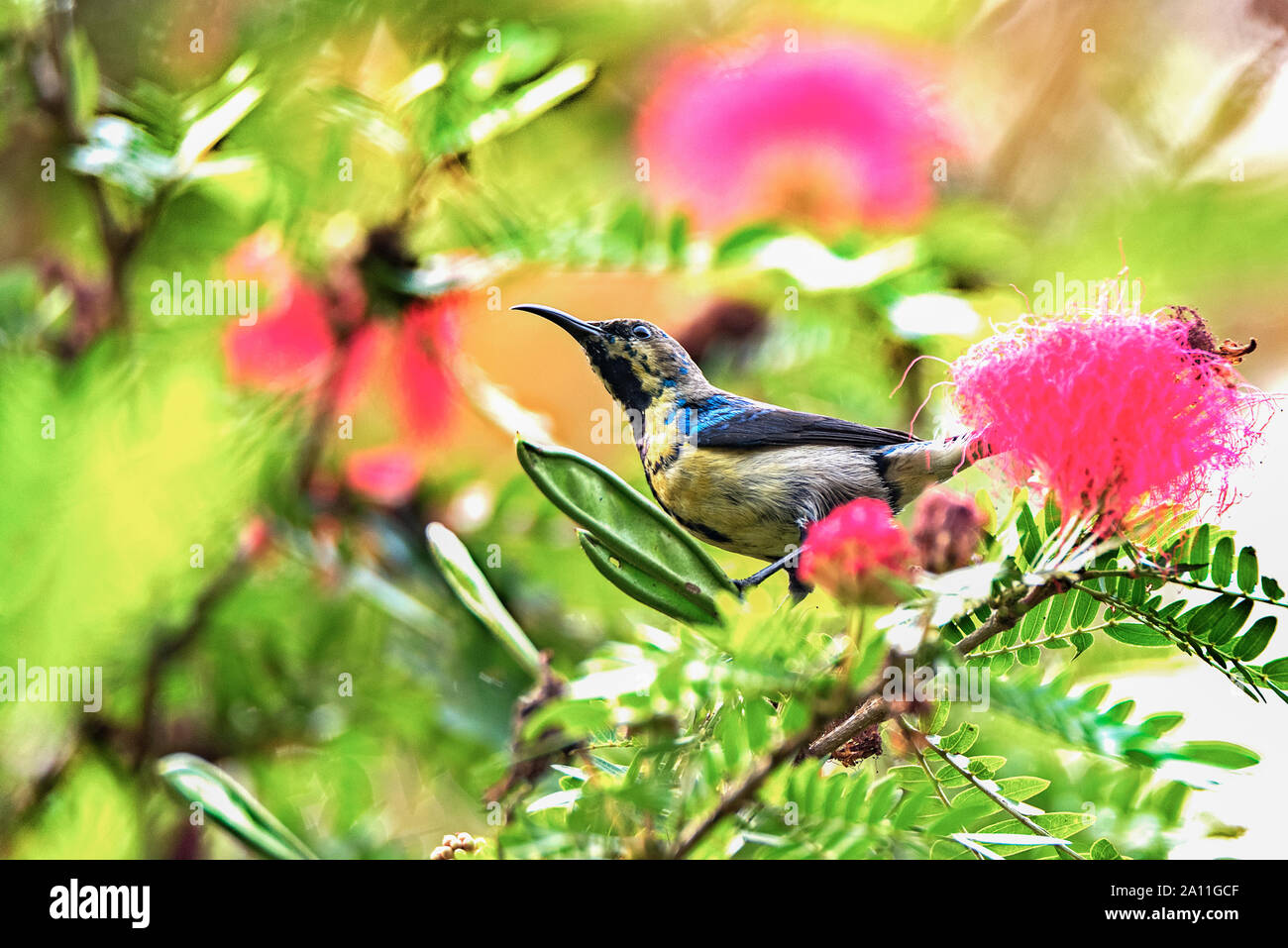 Sun bird 5 Stock Photo - Alamy