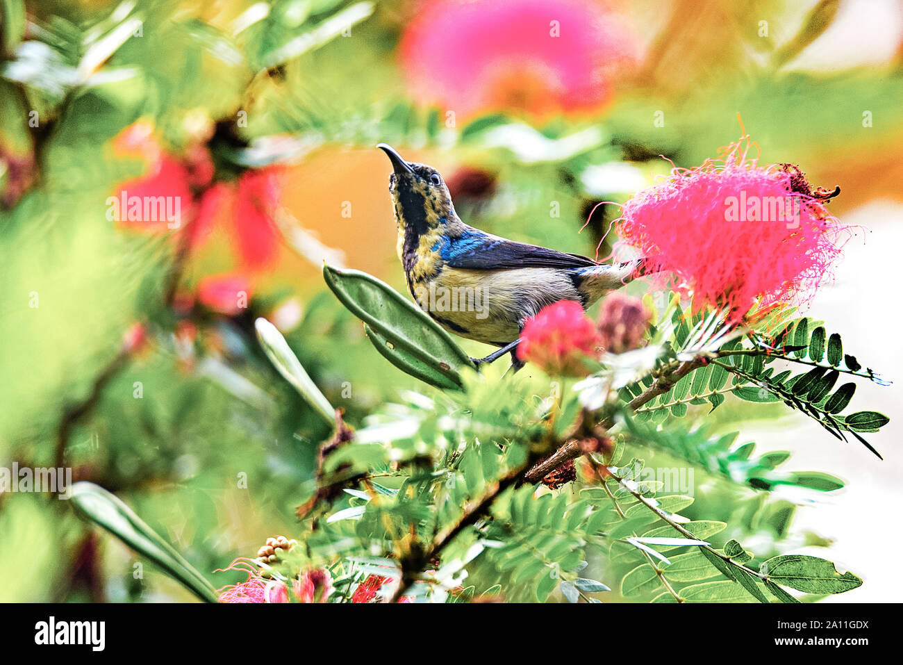 Sun bird 4 Stock Photo - Alamy