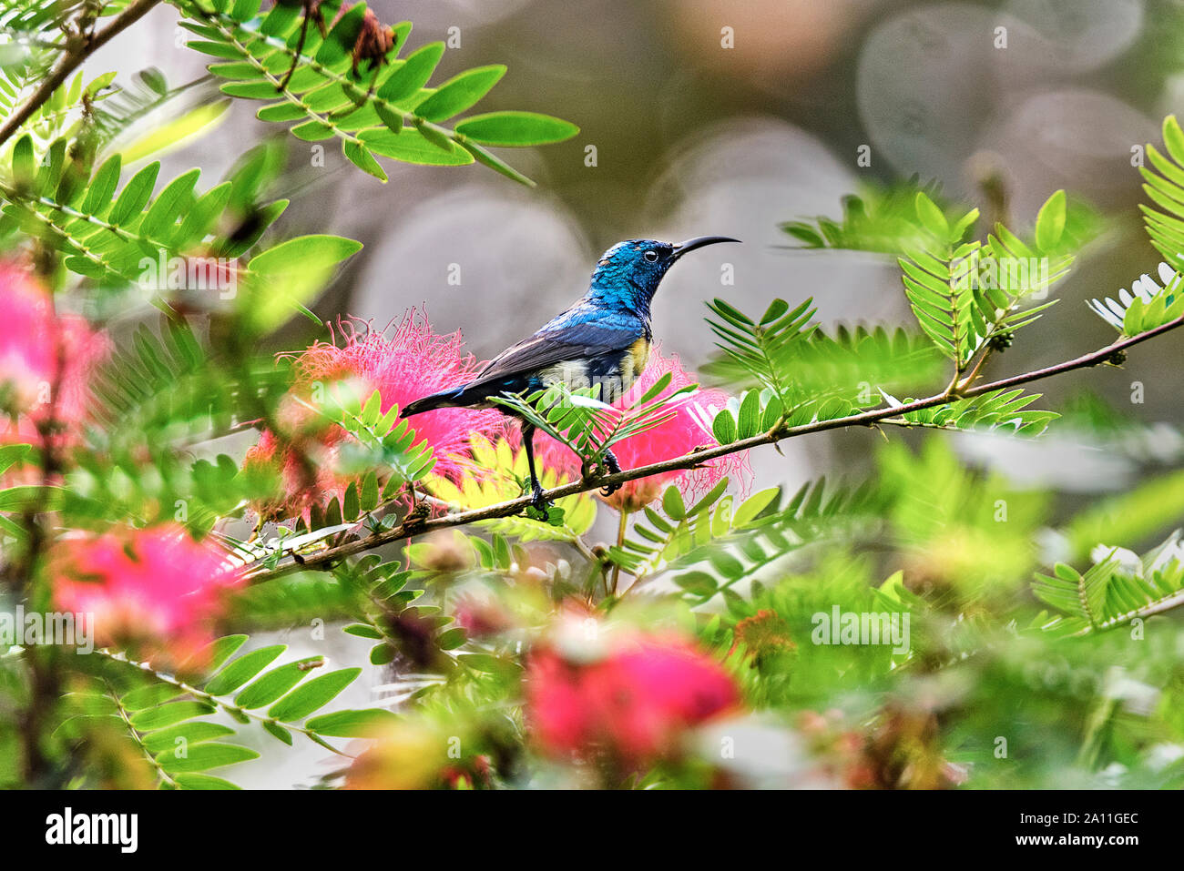 Sun and bird hi-res stock photography and images - Alamy