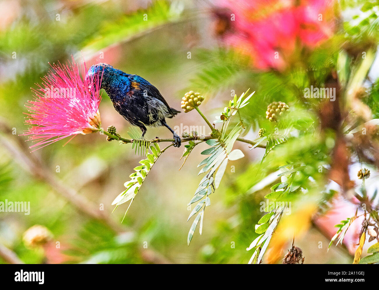Sun bird 2 Stock Photo - Alamy