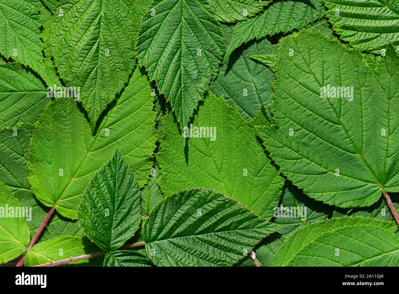 Flat lay foliage hi-res stock photography and images - Alamy