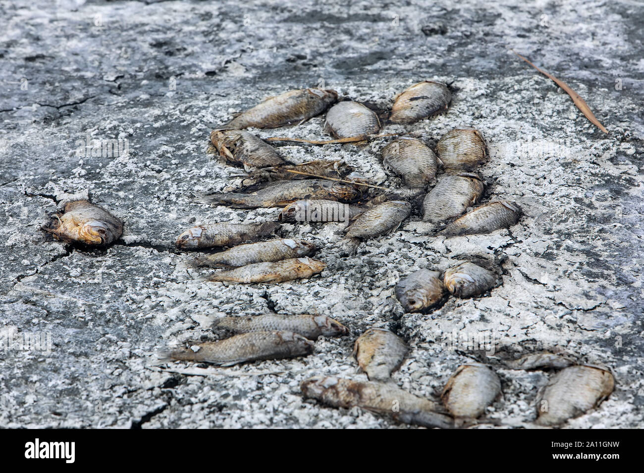 Dead Fish Due To Water Pollution High Resolution Stock Photography and ...