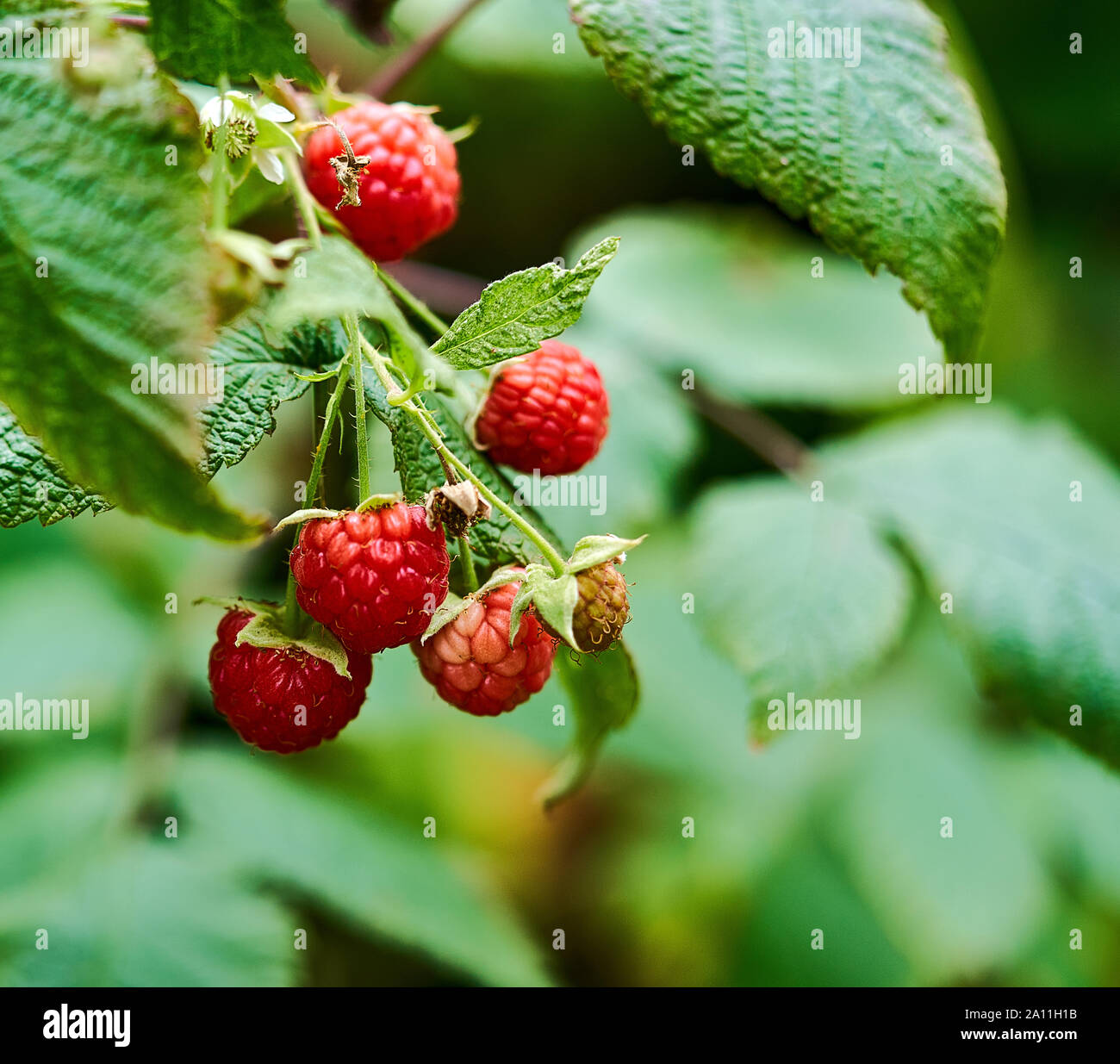 raspberries grow on a bush Stock Photo - Alamy