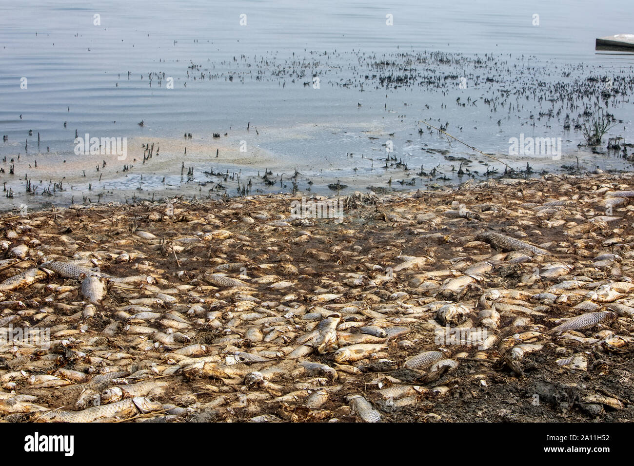 Dead fish pollution thousands hi-res stock photography and images - Alamy