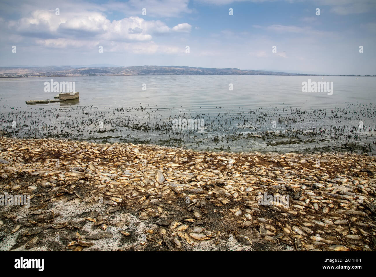 Dead Fish Due To Water Pollution High Resolution Stock Photography and ...