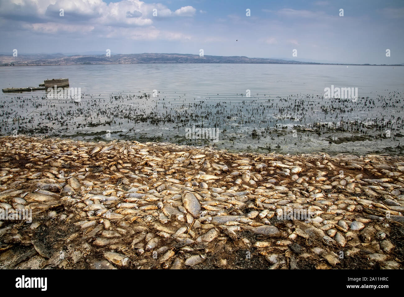Dead fish pollution thousands hi-res stock photography and images - Alamy