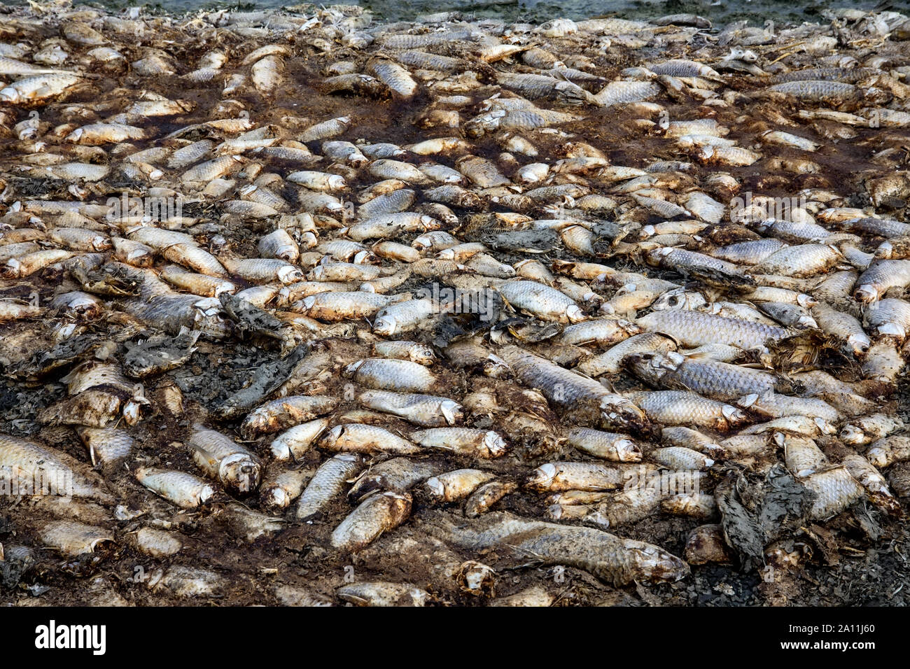 Thousands of dead fish around Lake Koroneia in northern Greece. the ...