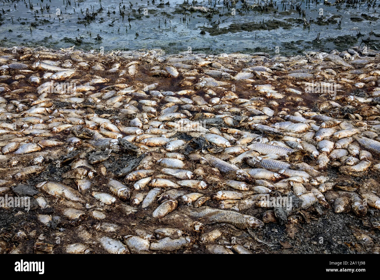 Dead fish due to water pollution hi-res stock photography and images ...