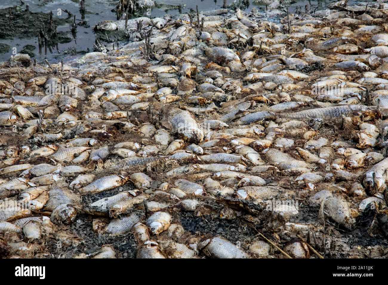 Dead fish due to water pollution hi-res stock photography and images ...