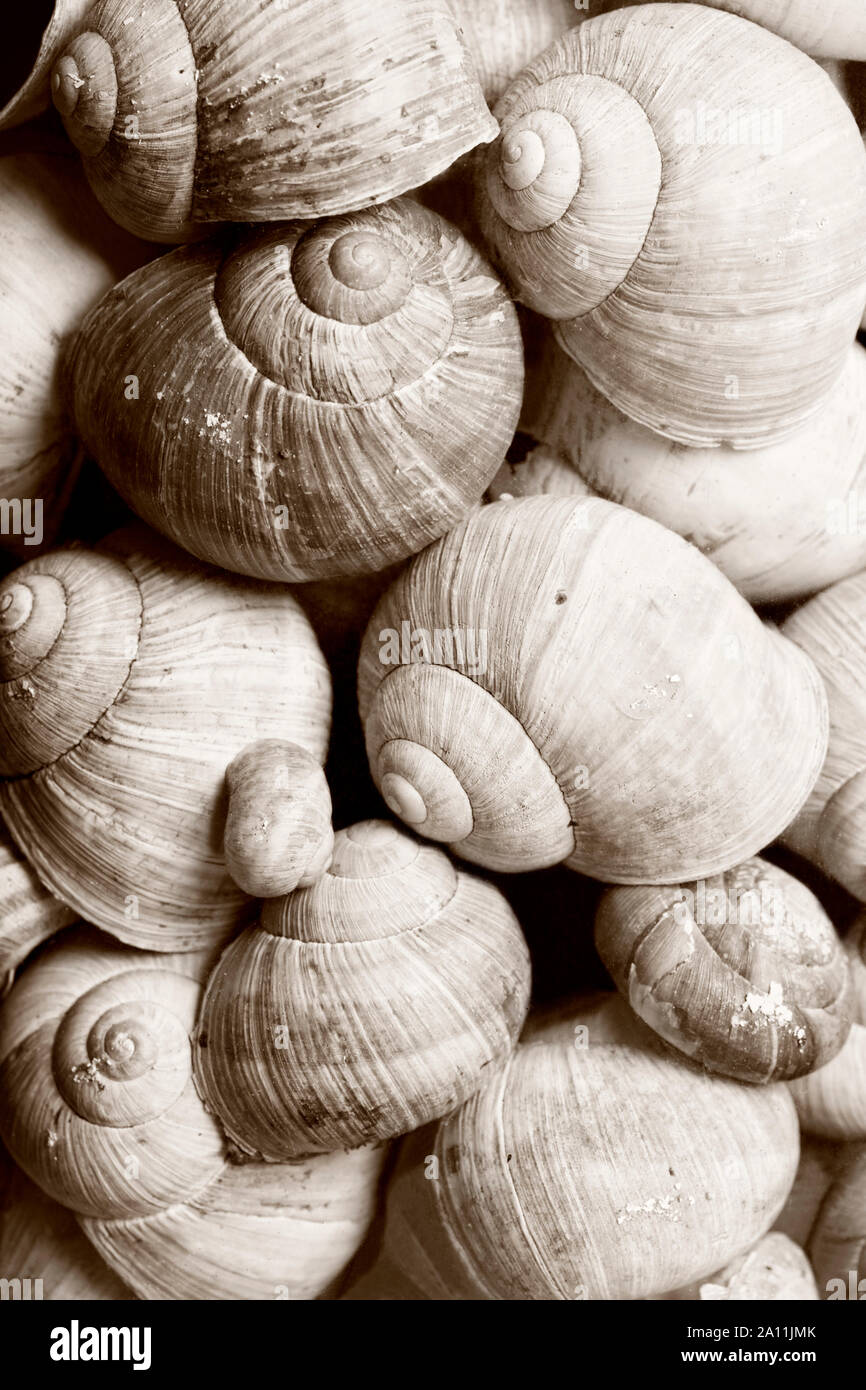 Collection of snail shells Stock Photo - Alamy