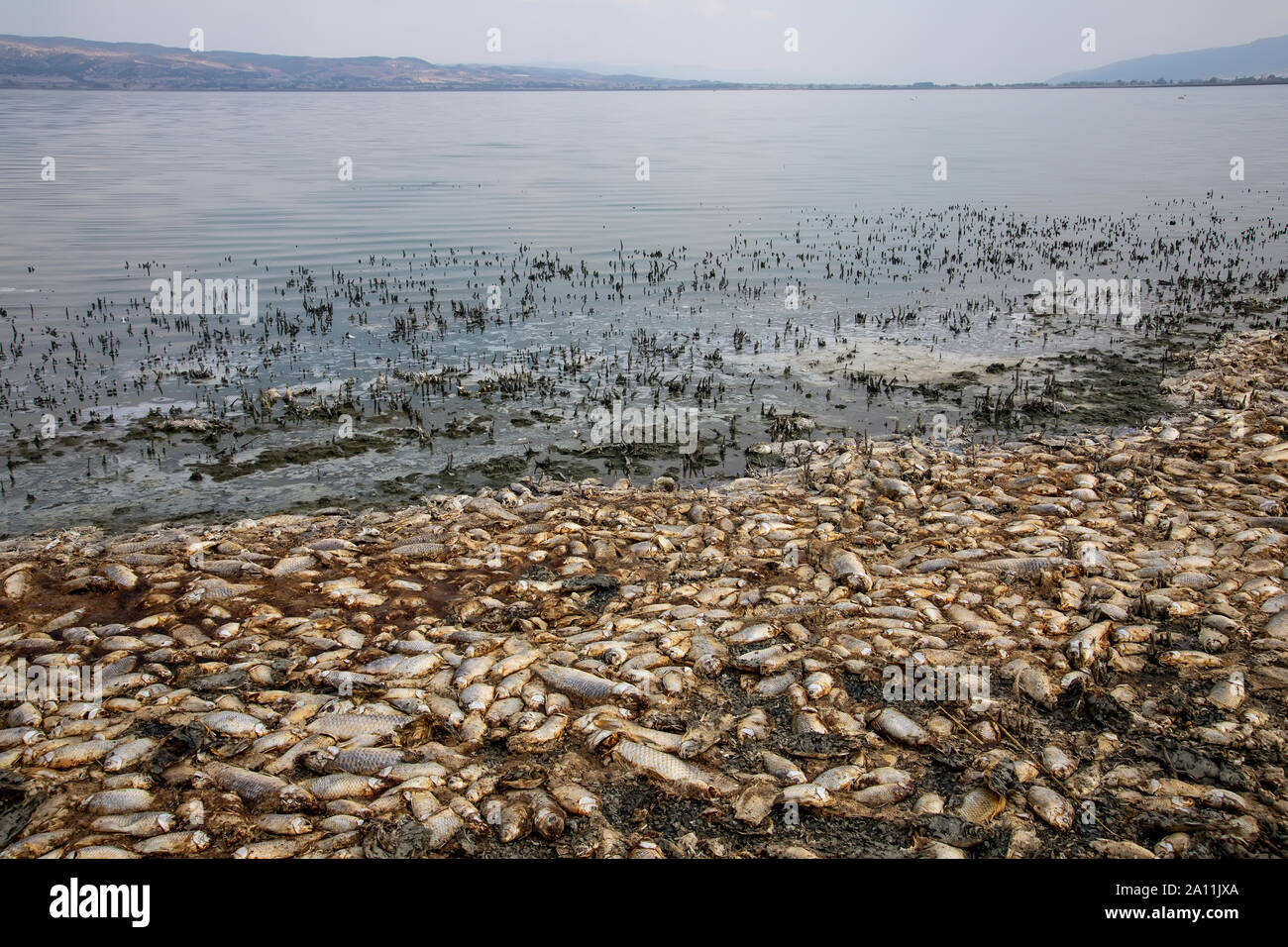 Dead Fish Due To Water Pollution High Resolution Stock Photography and ...