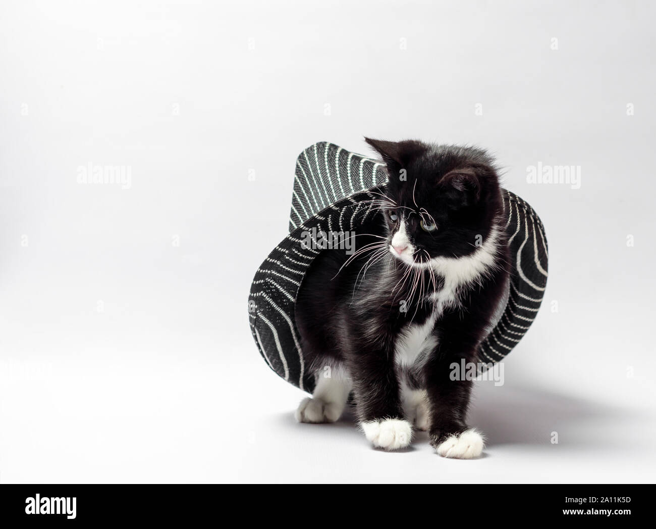 little cat kitten with white and black fur peeking out from under the ...