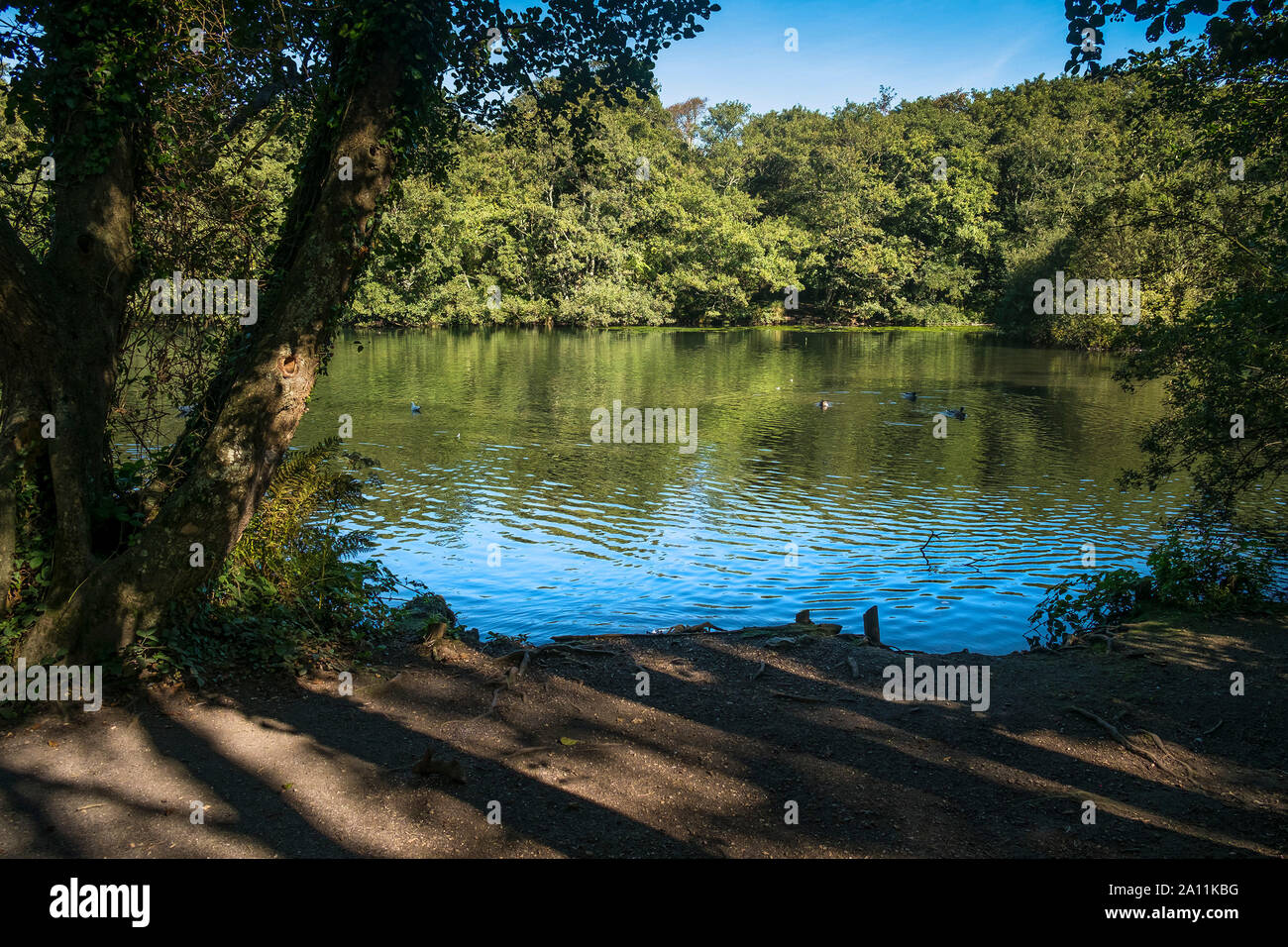 The lake in Tehidy Country Park, the largest area of woodland in West ...