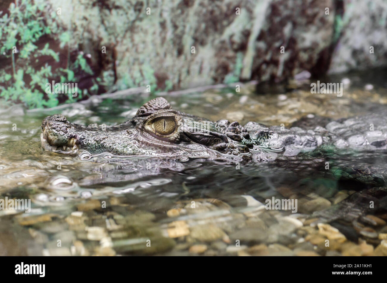 Crocodile eye pupil hi-res stock photography and images - Alamy