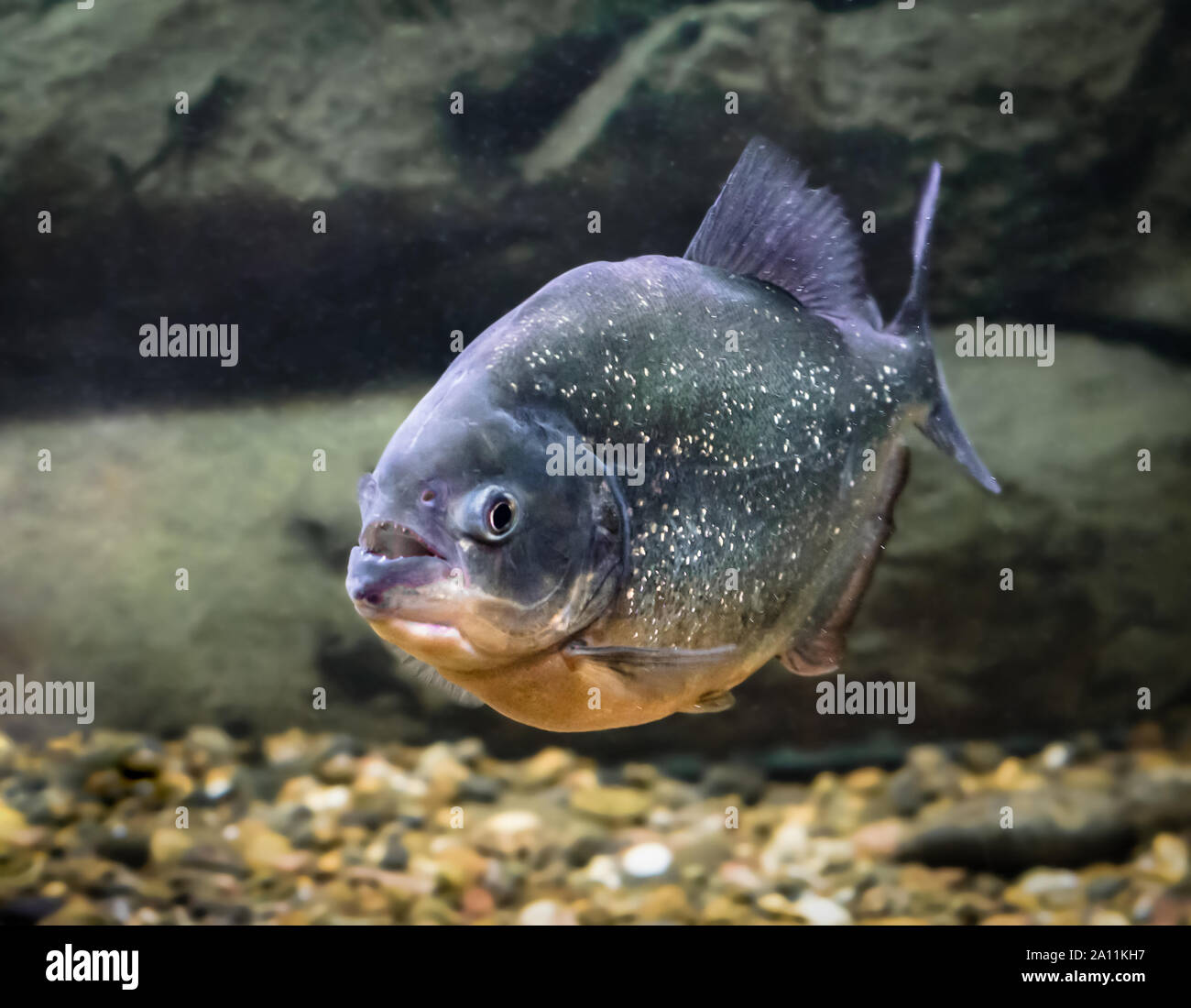 piranha fish swims in the water close up Stock Photo - Alamy