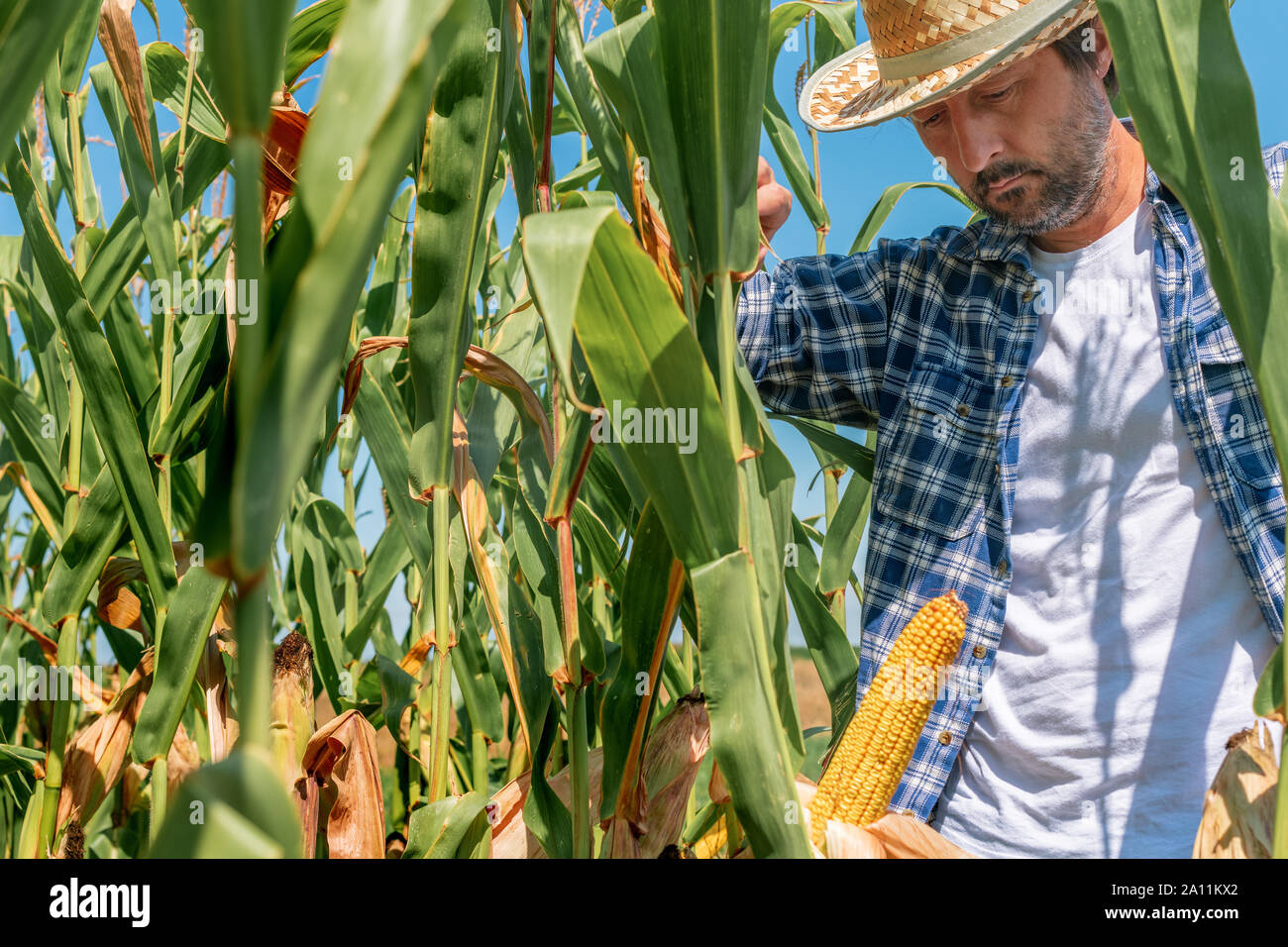 Farmer examining corn hi-res stock photography and images - Alamy