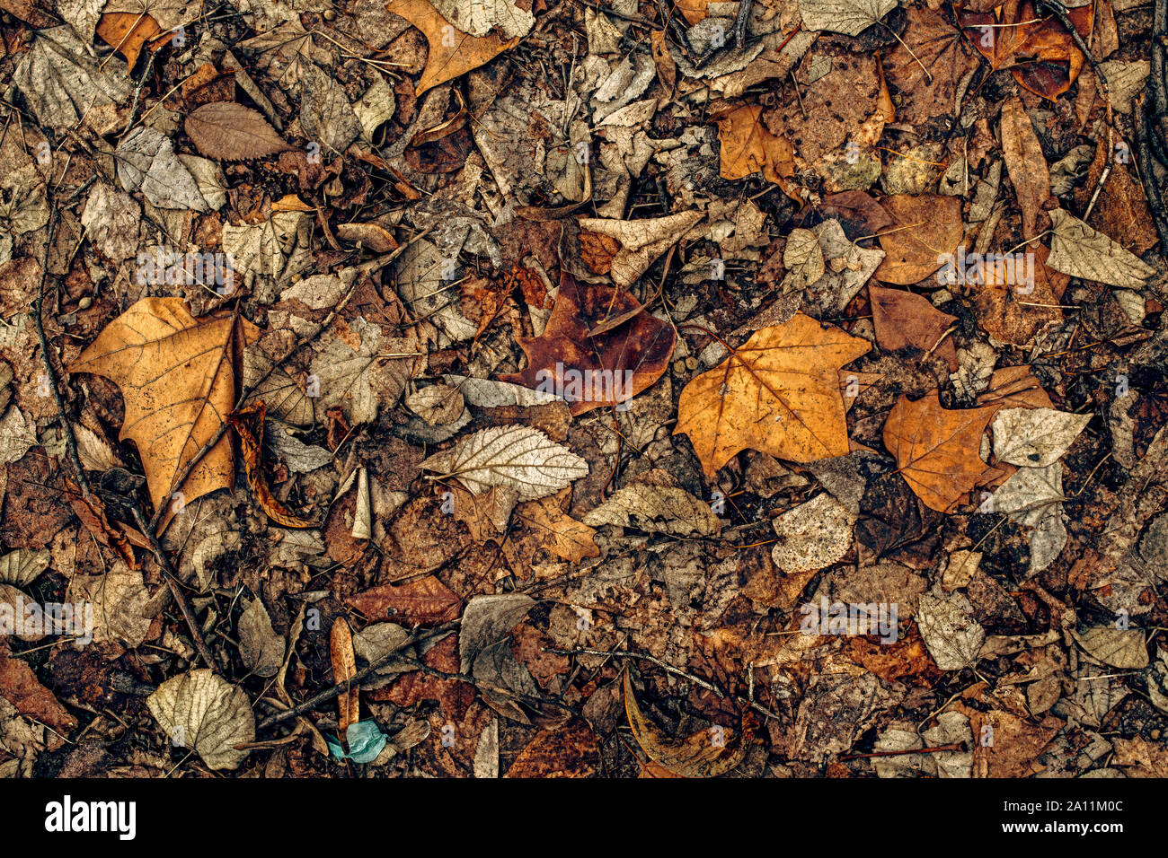 Dry leaf surface texture hi-res stock photography and images - Alamy