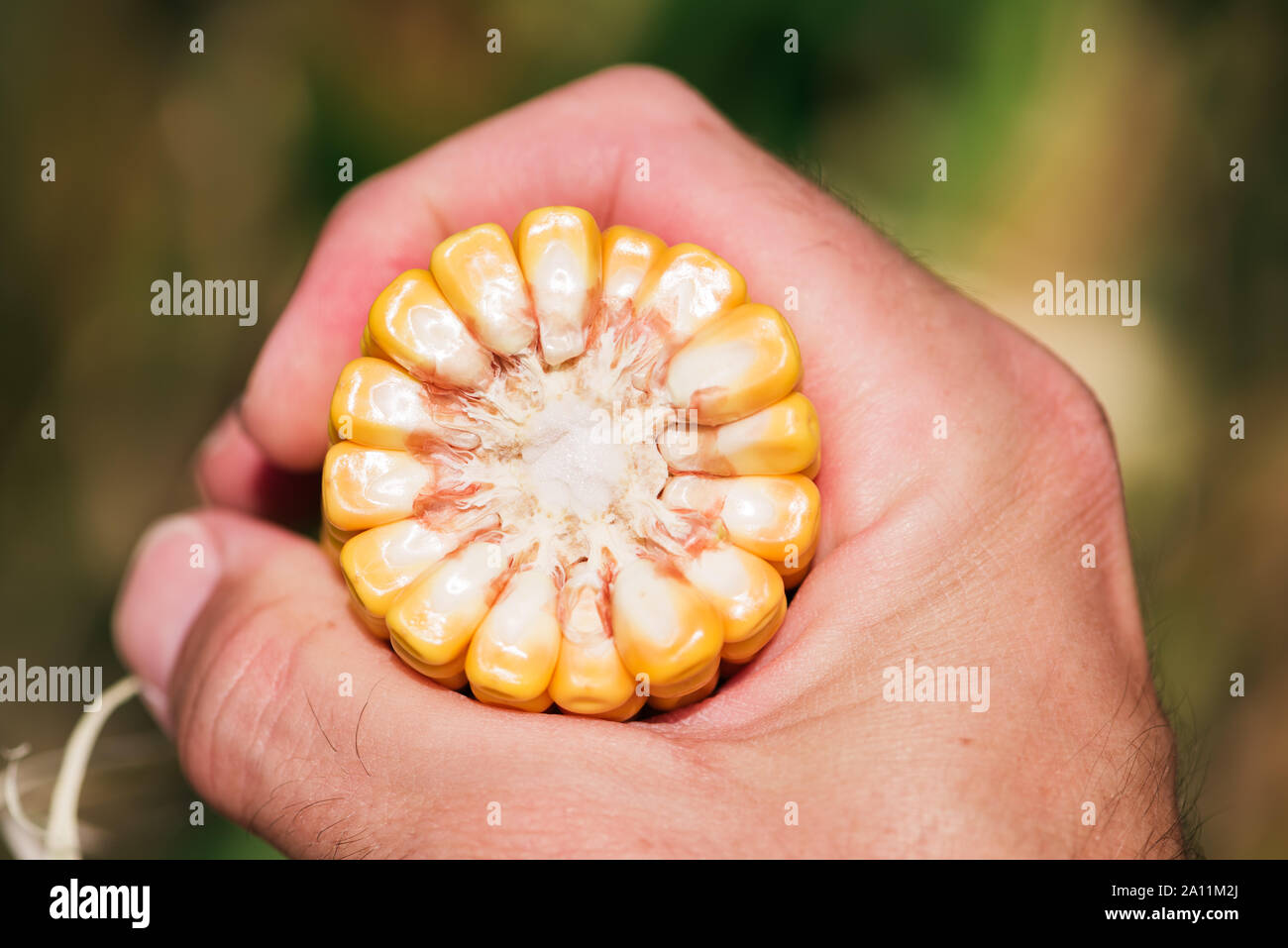 Corn Cross Section High Resolution Stock Photography and Images - Alamy