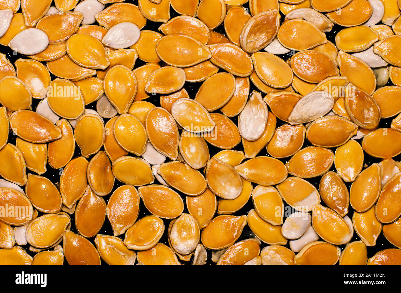 Orange Colored Seeds