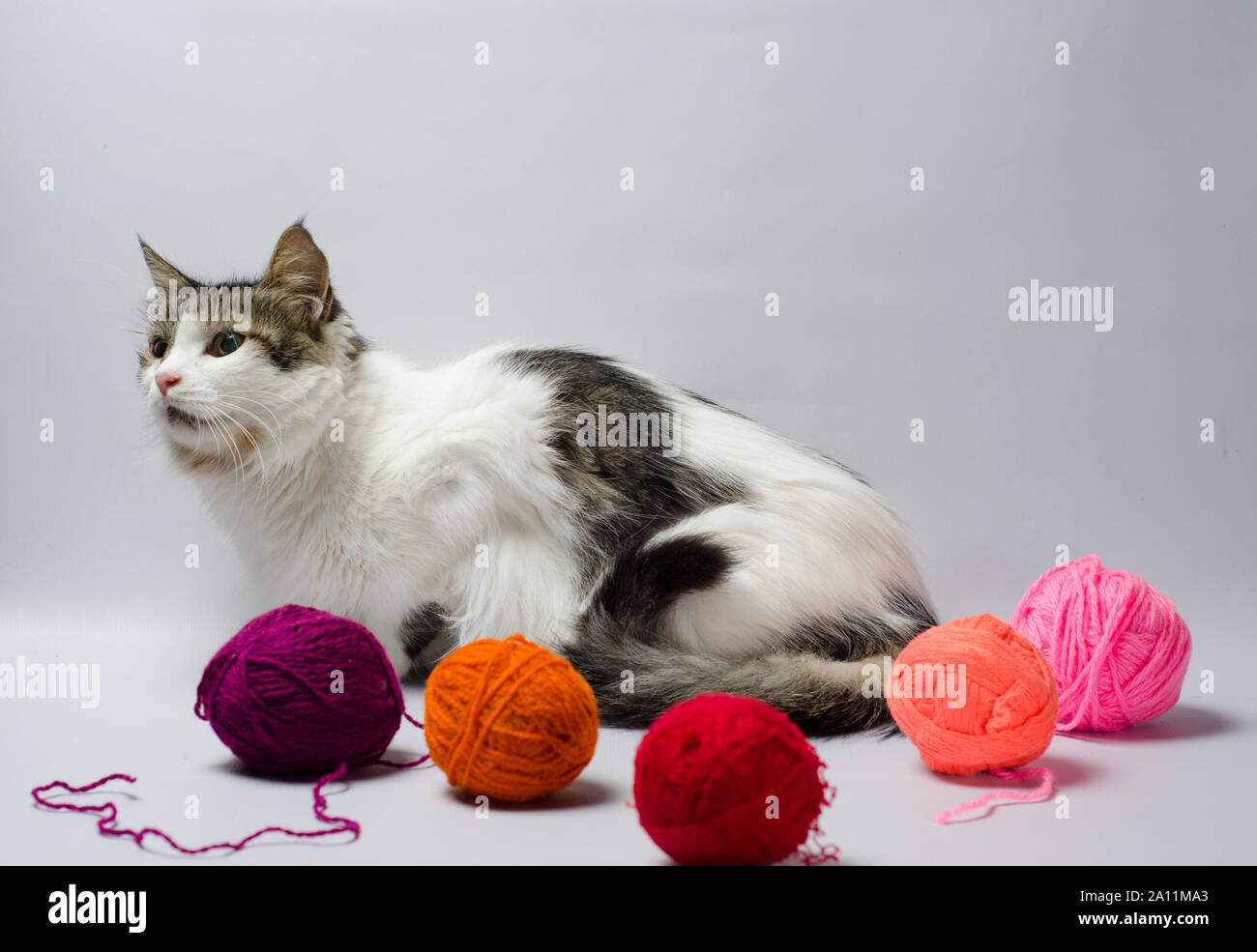 white spotted cat among multi-colored balls of wool yarn on a gray ...