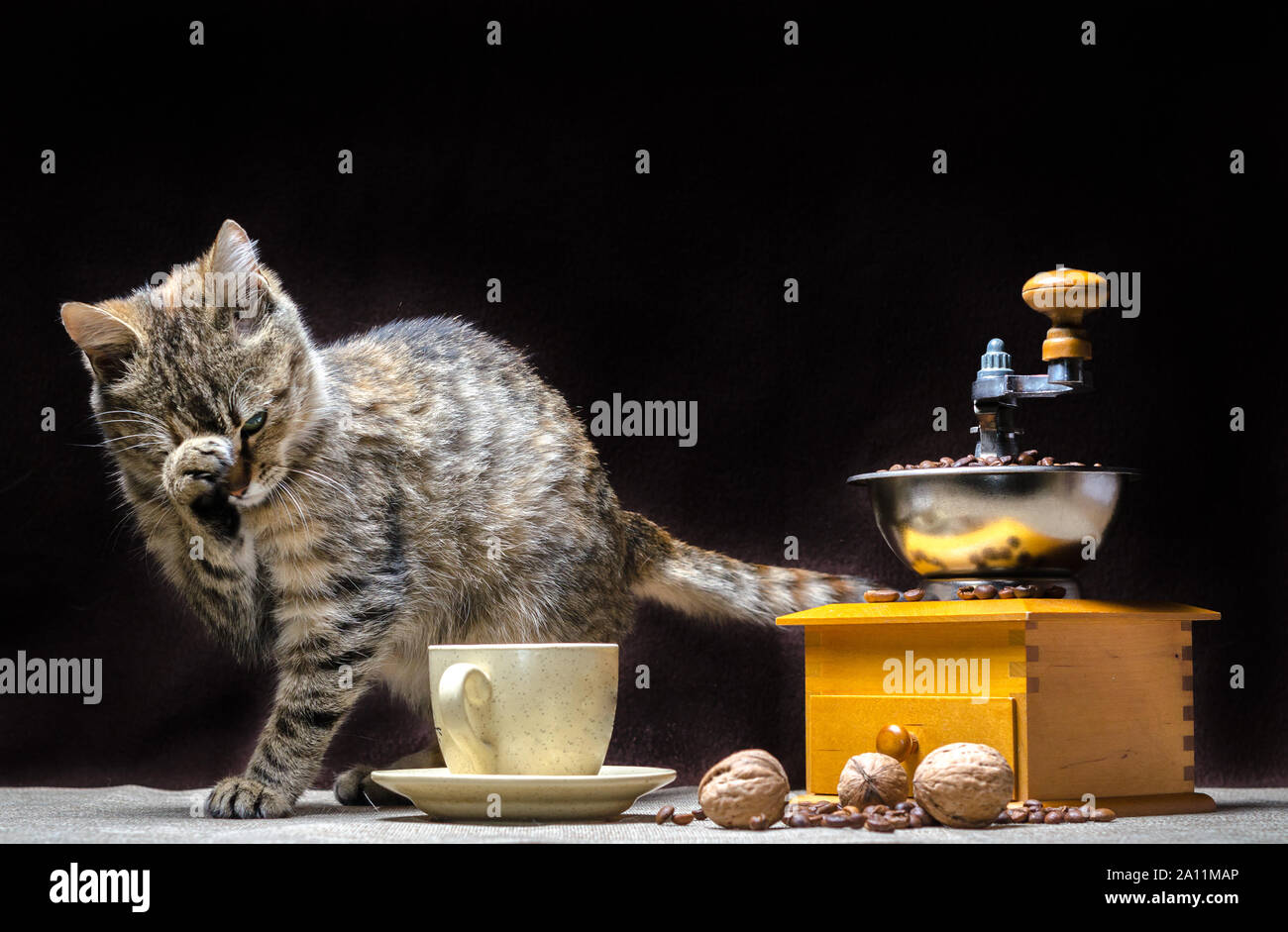 tabby color cat on the table along with a coffee grinder a cup of ...