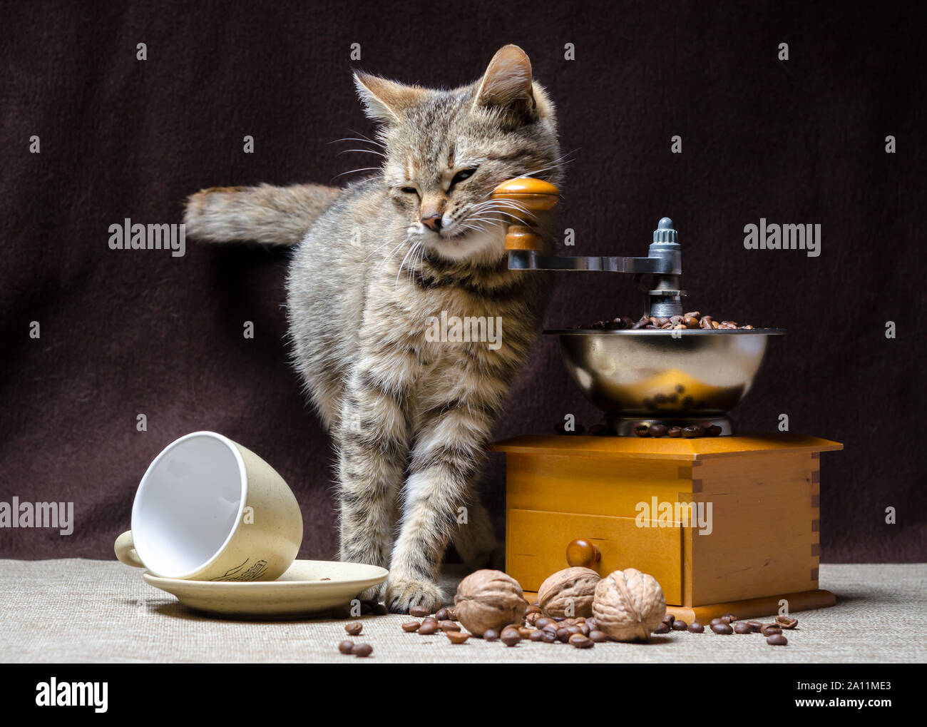 gray cat with green eyes turned over a coffee cup Stock Photo - Alamy
