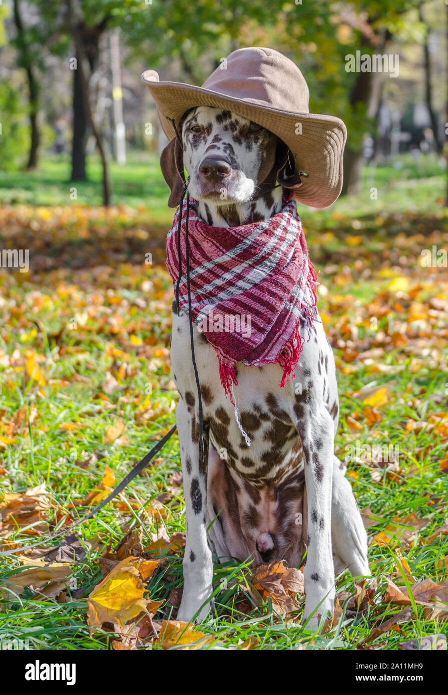 Dalmatian dog costume hi-res stock photography and images - Alamy