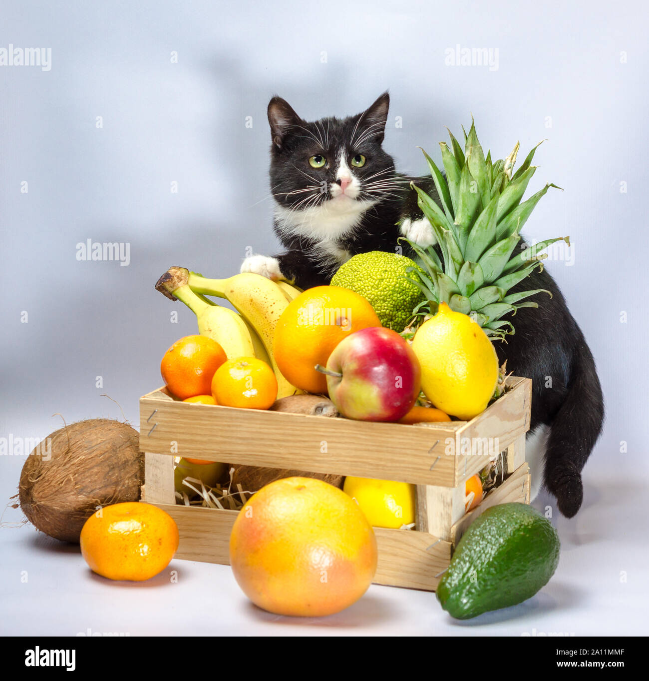 Kitten guards hi-res stock photography and images - Alamy