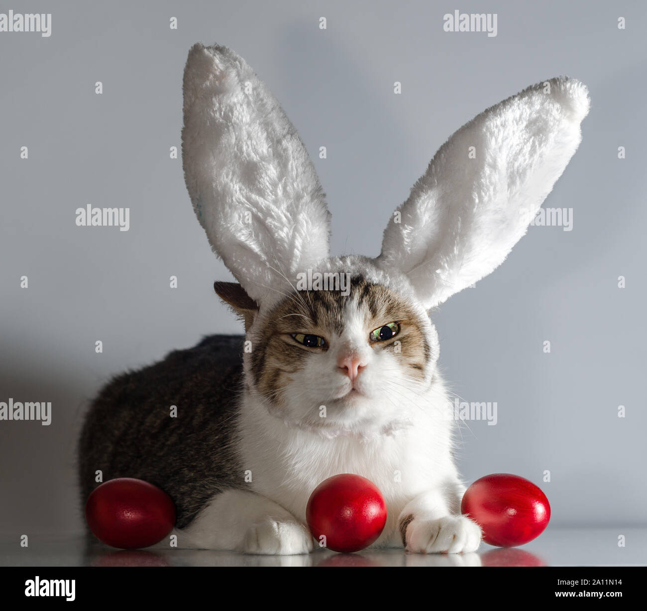 Grumpy Cat Bunny