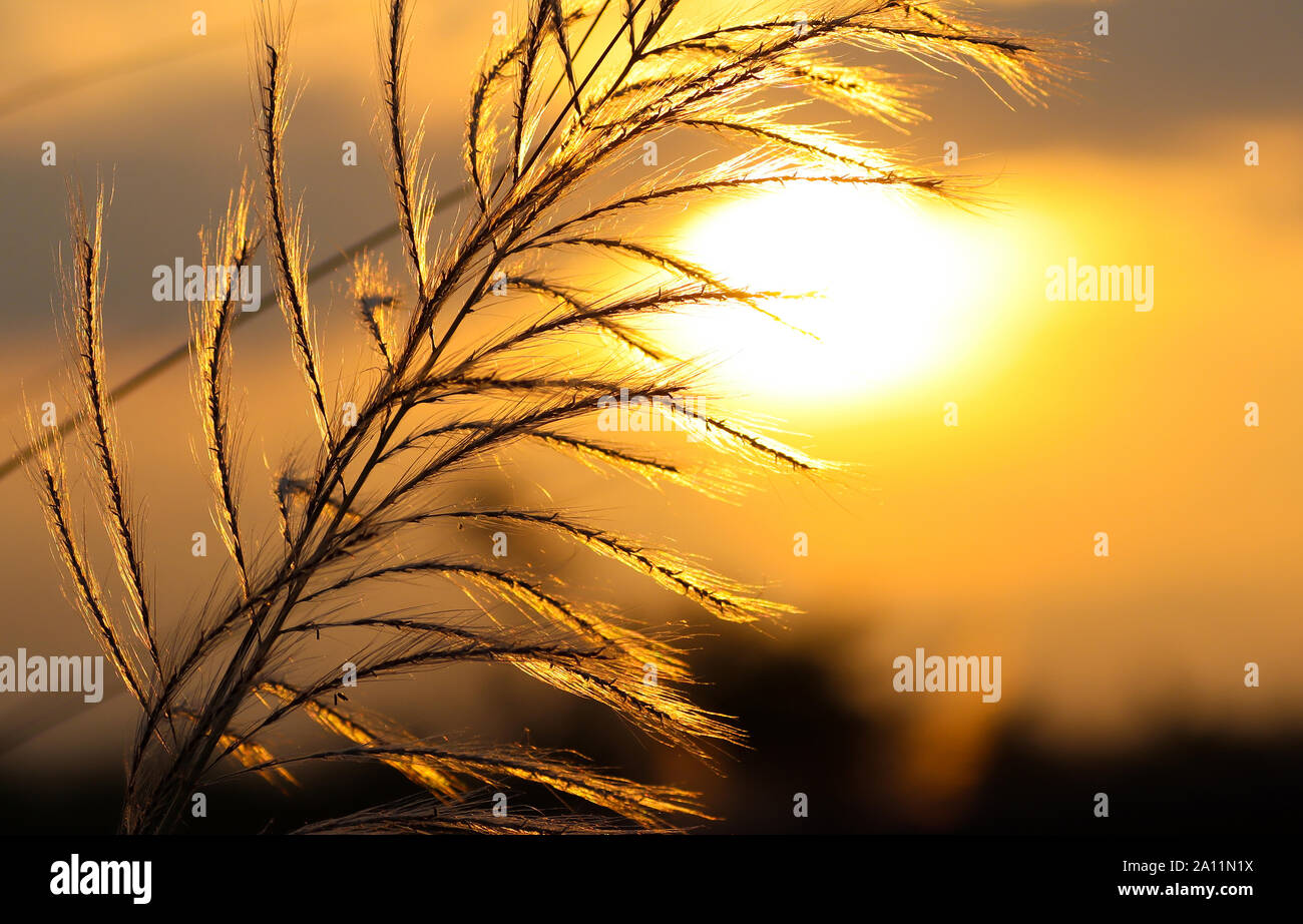 Kashful hi-res stock photography and images - Alamy