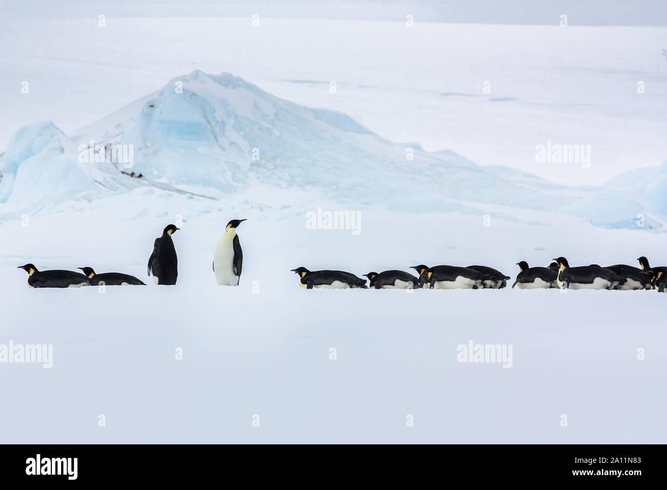 Emperor penguin gliding hi-res stock photography and images - Alamy