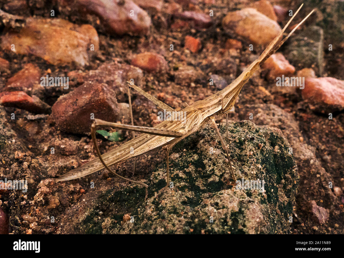 Acrida acuminata hi-res stock photography and images - Alamy