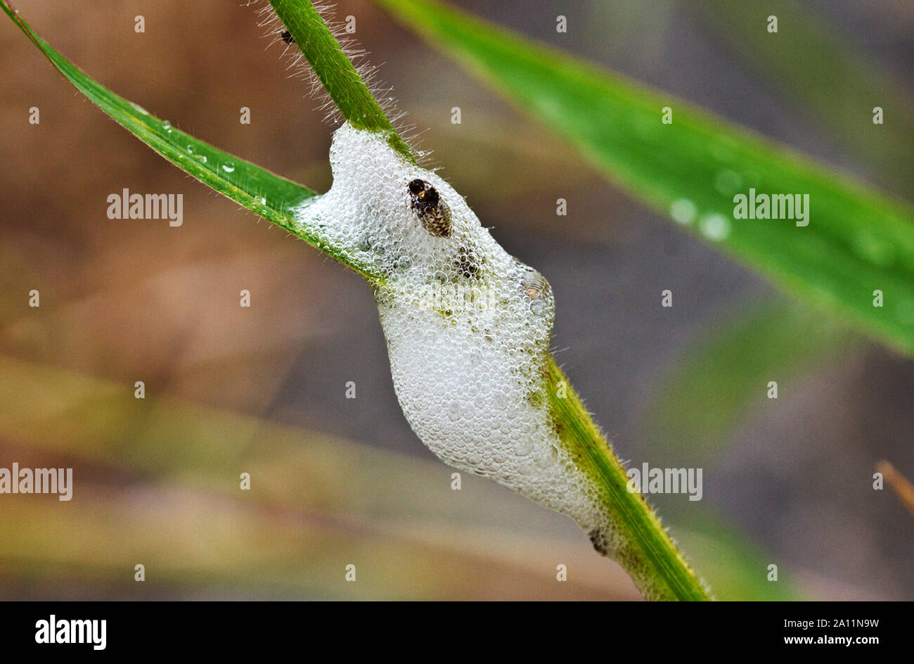 The larvae of a Spittal Bug sits in its protectoive cover of Cuckoo ...
