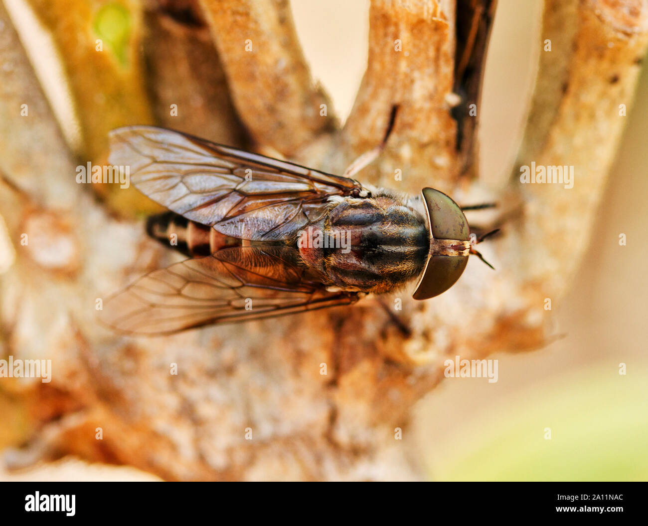 Tabanidae Family Horse Flies (Tabanidae) » Manaaki Whenua