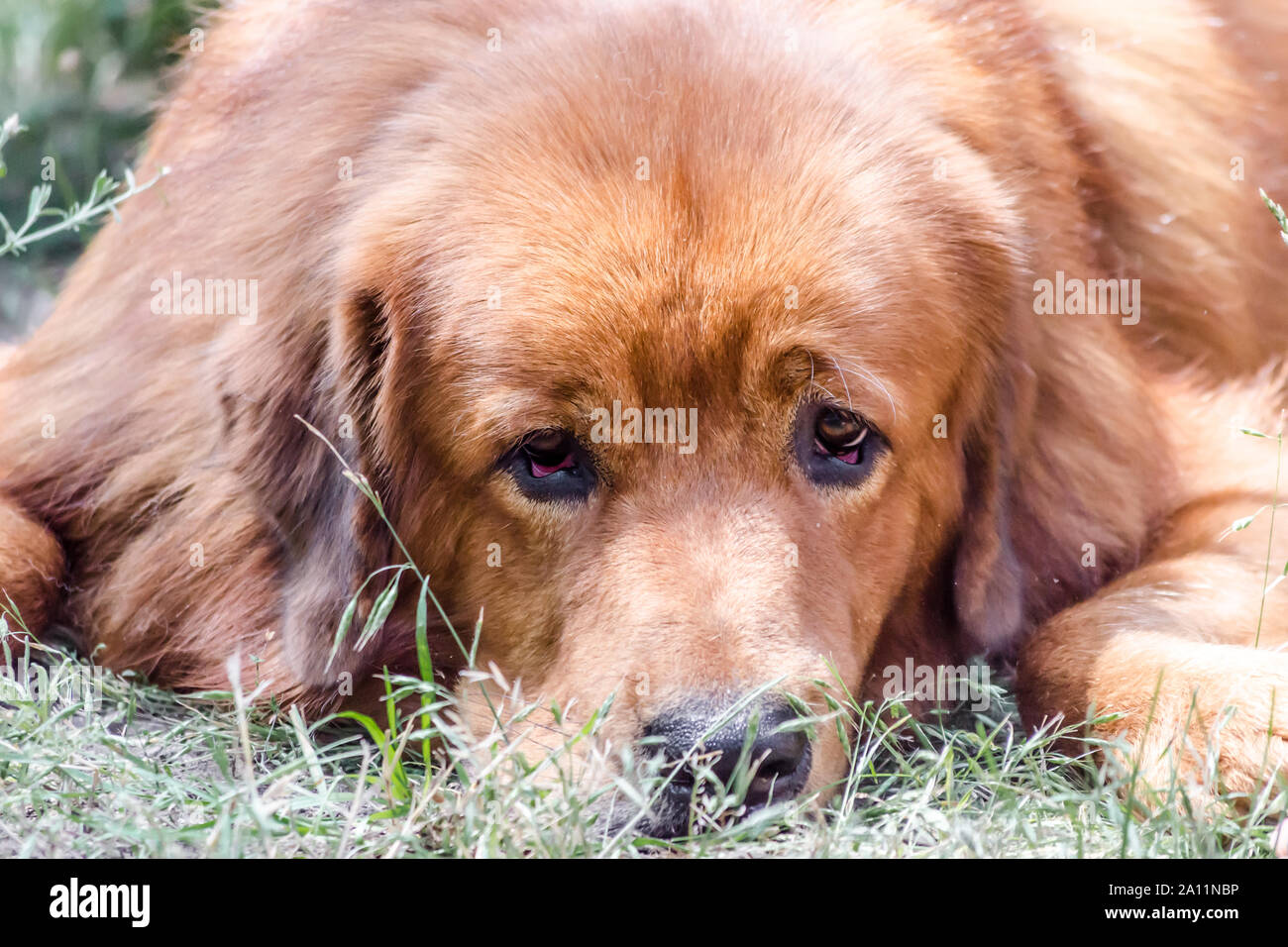 Closeup portrait muzzle of red big dog breed Tibetan Mastiff Stock ...