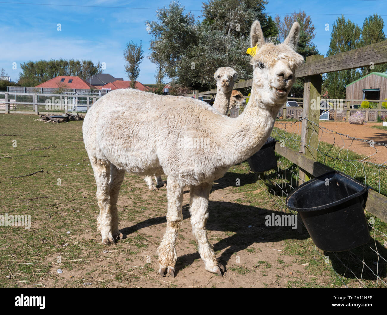 White Huacaya Alpaca Vicugna Pacos Species Of Camelid A Domestic