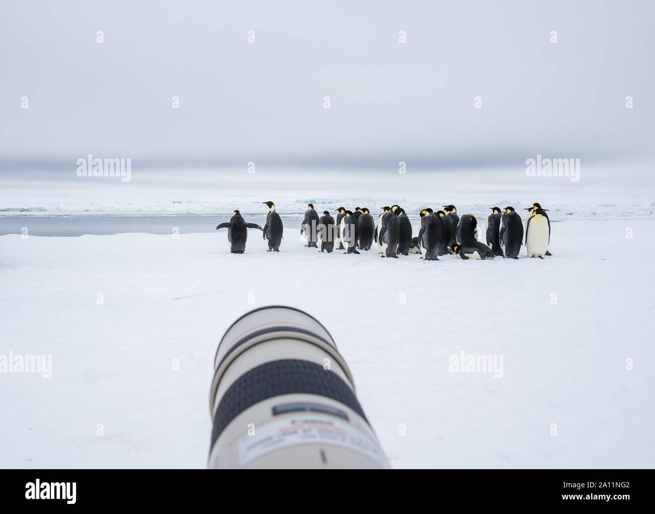 Emperor penguins diving antarctica hi-res stock photography and images ...