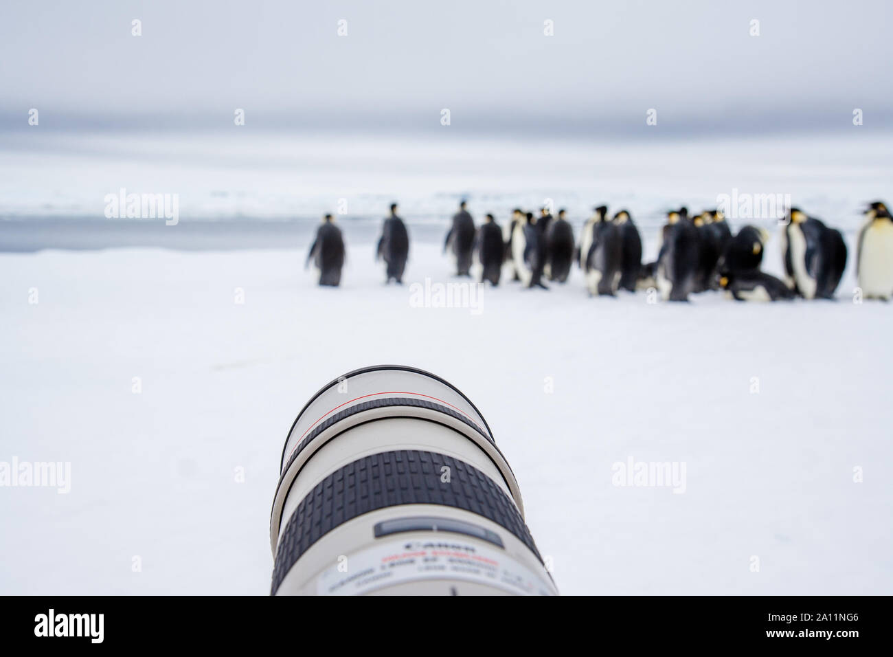 Emperor penguins diving antarctica hi-res stock photography and images ...