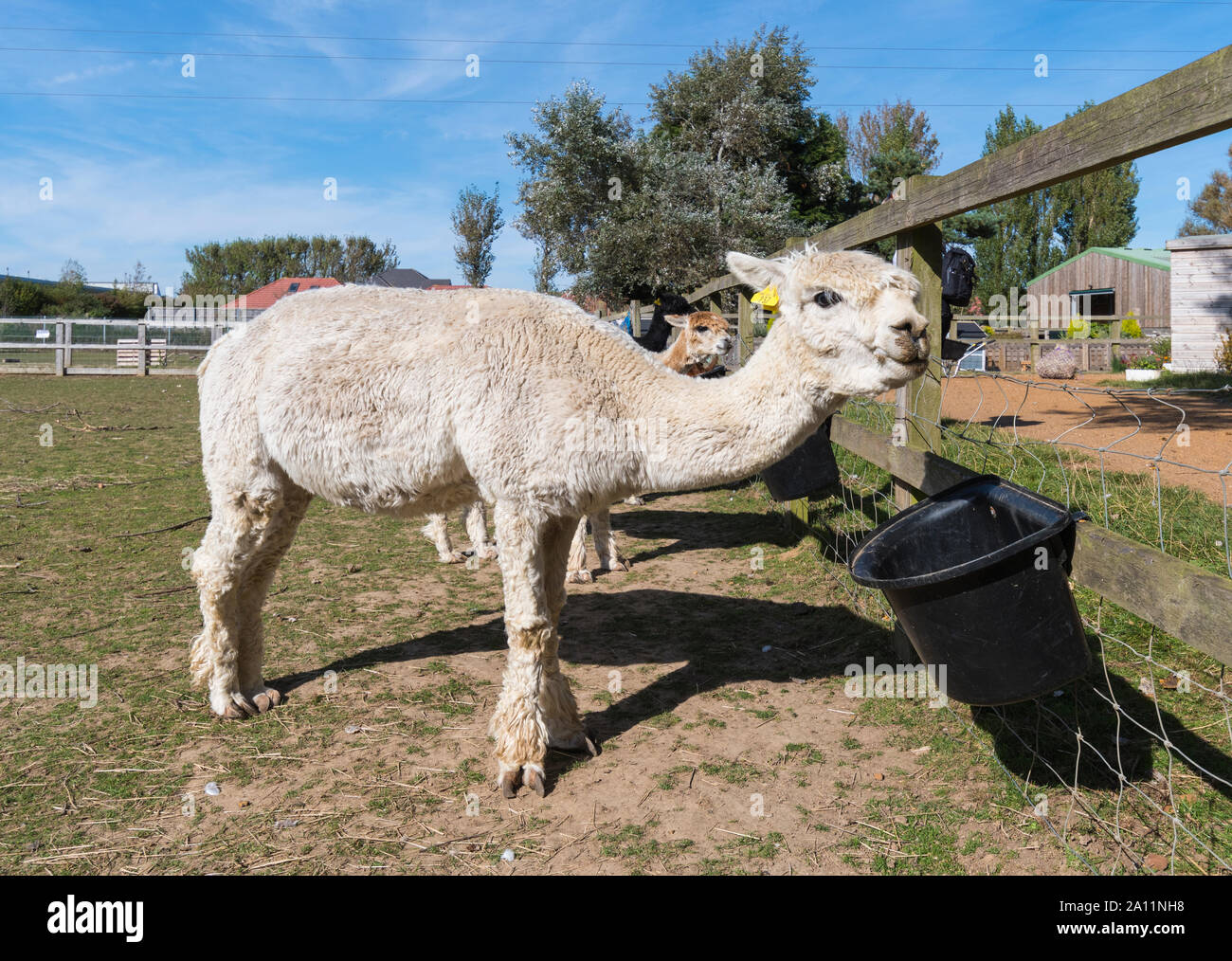 Uk alpacas hi-res stock photography and images - Alamy