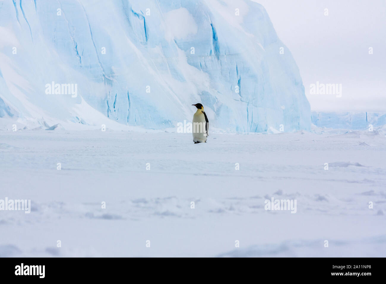 Antarctica wildlife bird hi-res stock photography and images - Alamy
