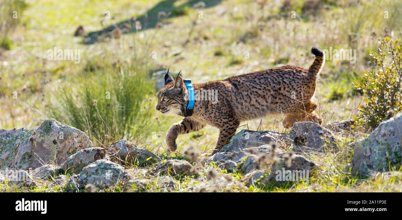 Mediterranean habitat for iberian lynx hi-res stock photography and ...