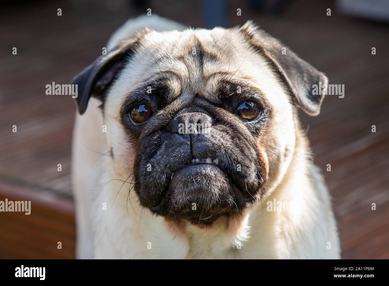 Cute Pug poses for the camera Stock Photo - Alamy