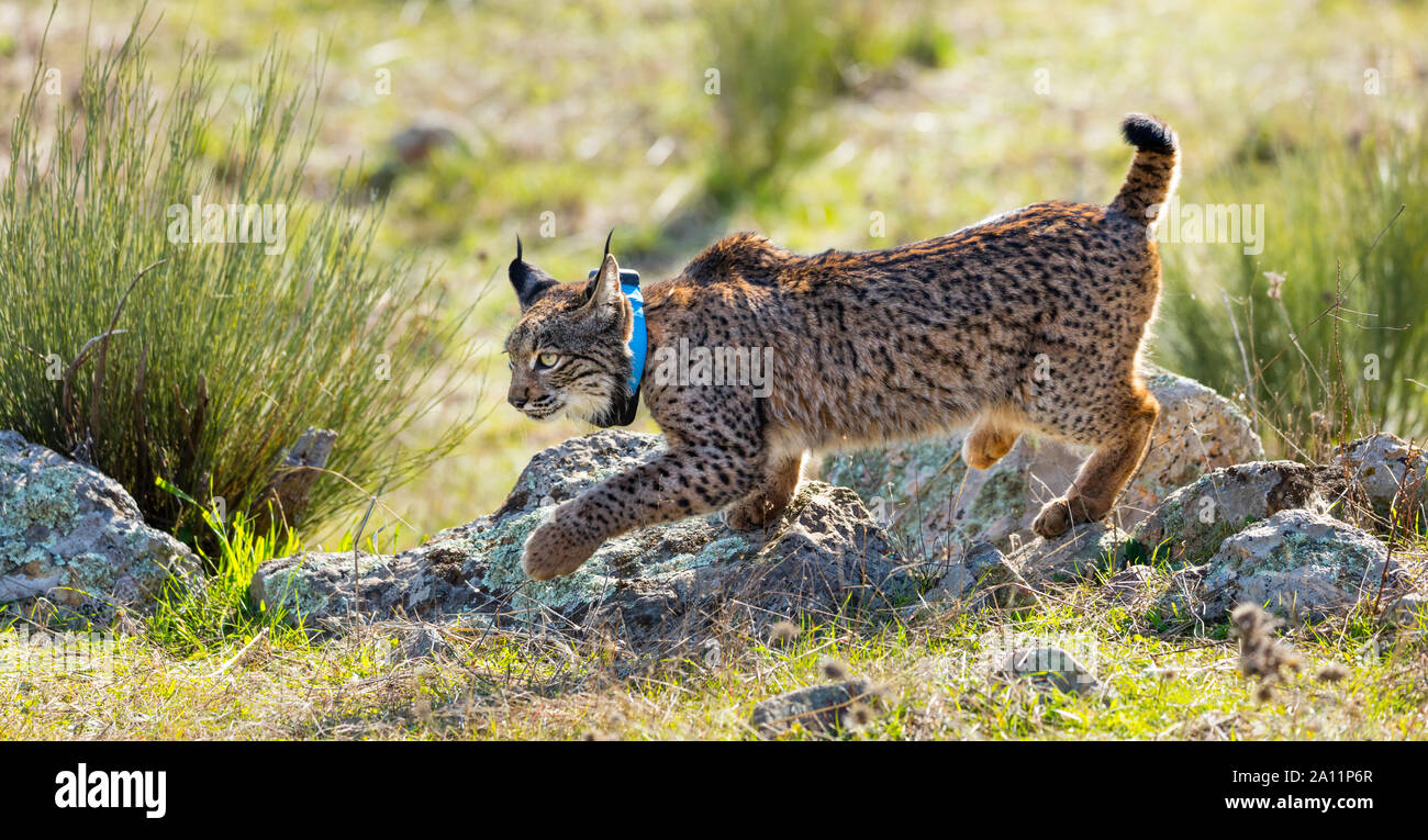 Lince iberico hi-res stock photography and images - Alamy