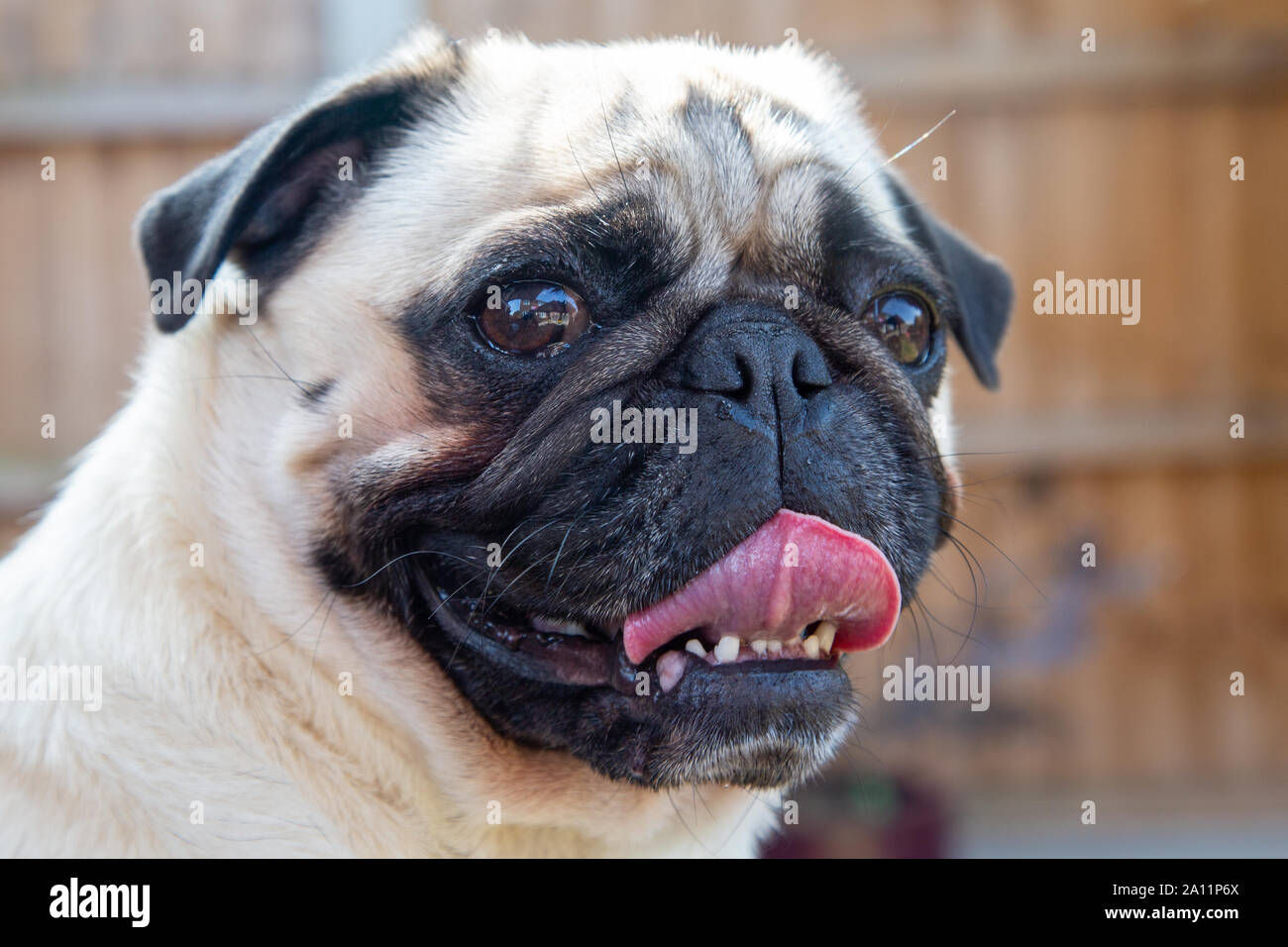 Cute Pug poses for the camera Stock Photo - Alamy