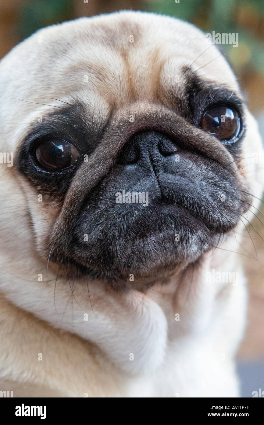 Cute Pug poses for the camera Stock Photo - Alamy