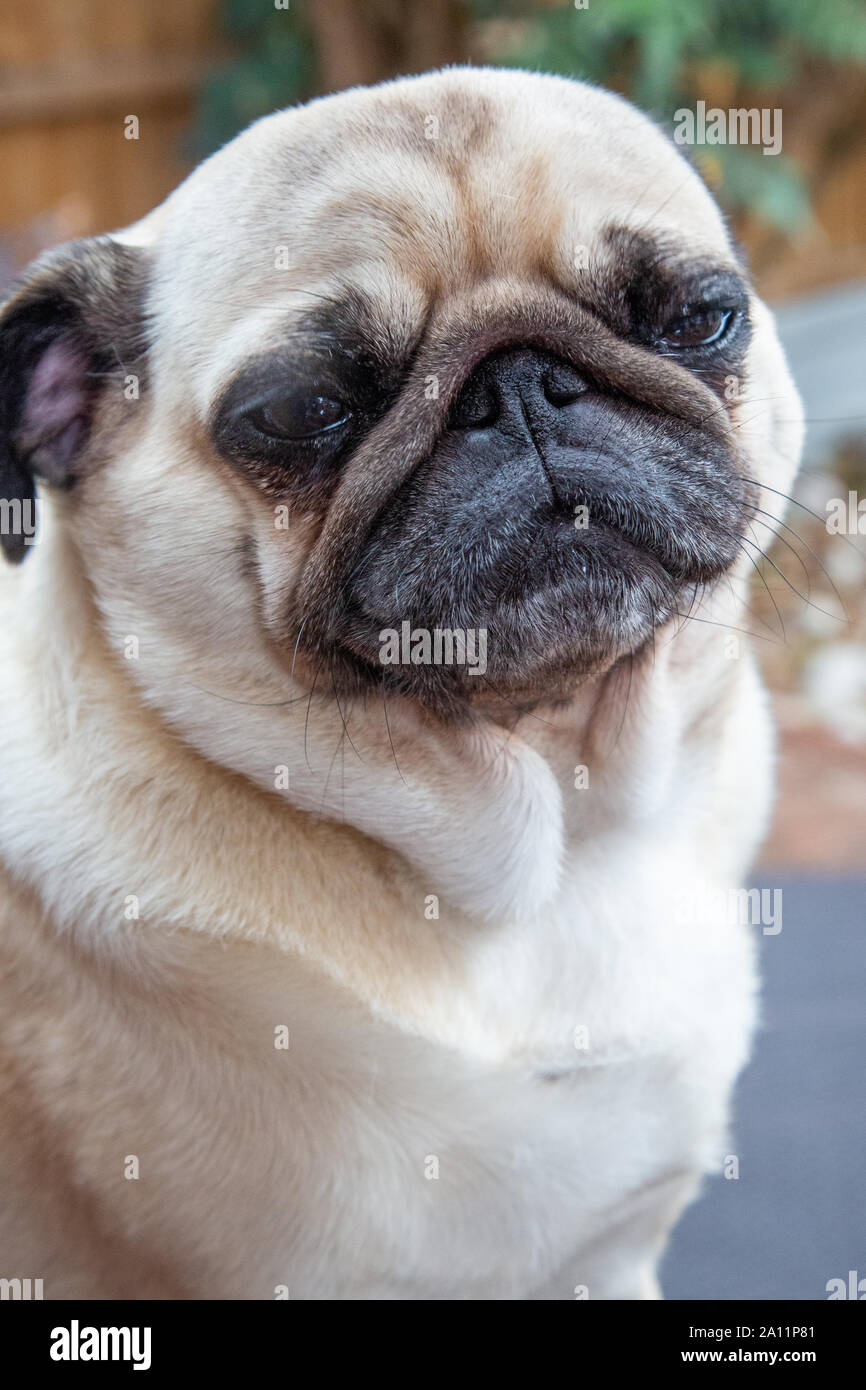 Cute Pug poses for the camera Stock Photo - Alamy