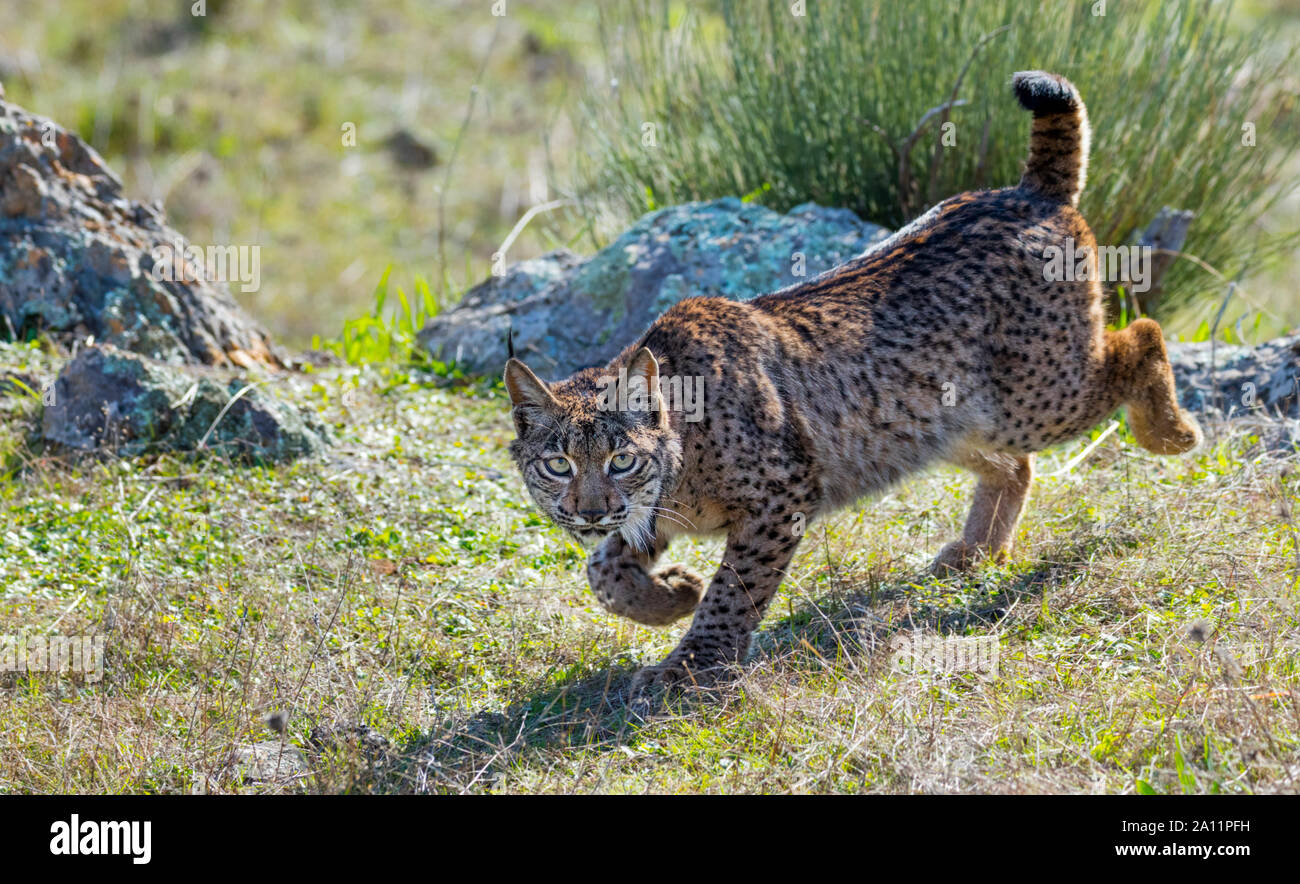 Iberian lynx hi-res stock photography and images - Alamy