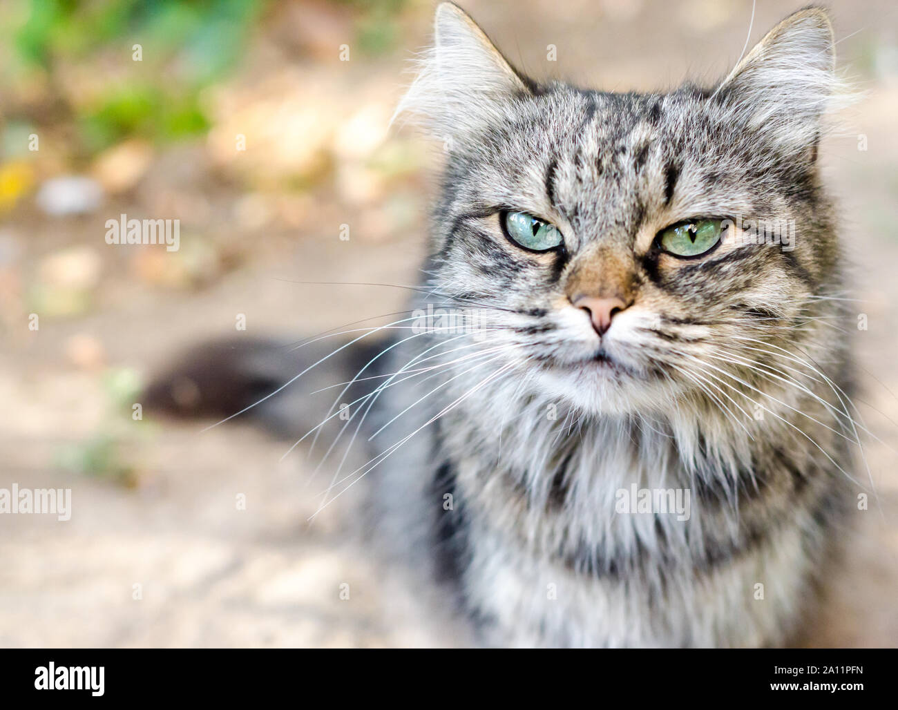 close-up portrait of a tabby long-haired cat with a very displeased ...